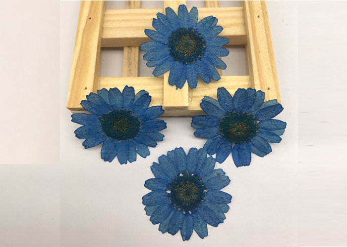 Dark Blue Mixed Dried Chrysanthemum Flower , Hand Pressed Flowers For Candles