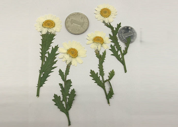 Diameter 3CM Chrysanthemum Dried Flower Christmas Ornaments Color Customized
