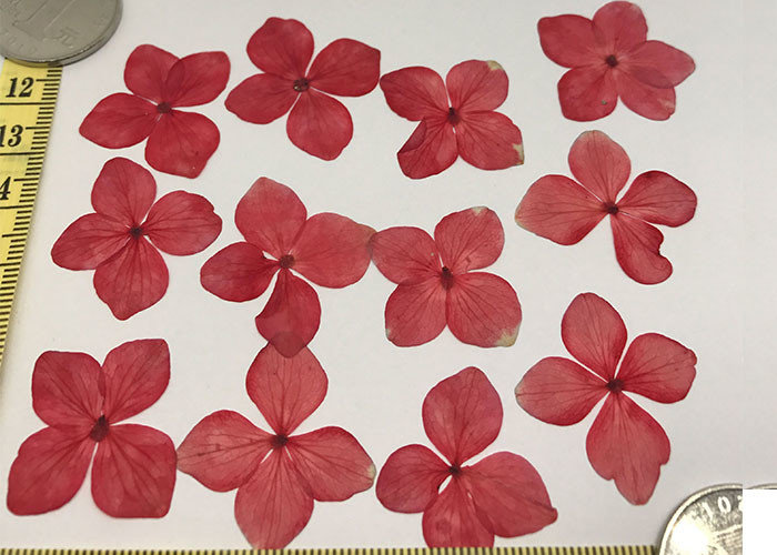Handmade Drying Hydrangea Flowers , Red Flat Dried Flowers For New Year Card