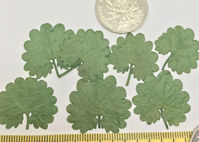 Green Coffin Leaves Small Dried Flowers Diameter 2CM For Handsets Beauty