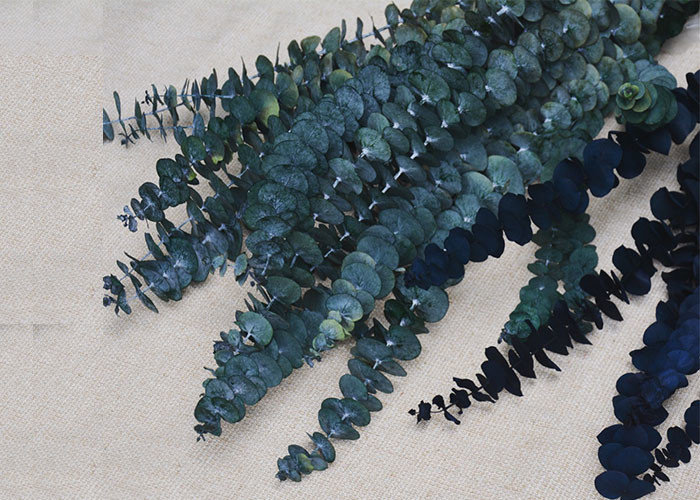 Multi Color Dried Eucalyptus Arrangements For Home Decoration Photography Props
