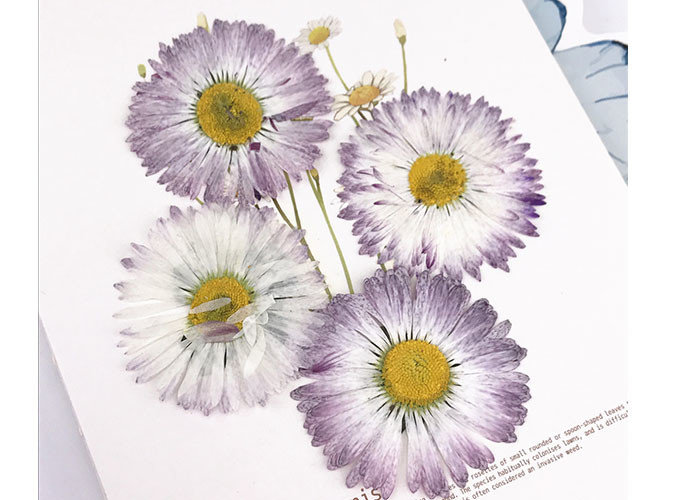 Daisy Large Pressed Flowers , Natural Plant Specimens Flat Dried Flowers