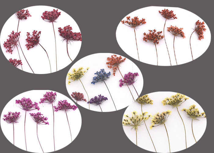 Teaching Specimens Real Dried Flowers Small Size Lace Flower Gift Card Material