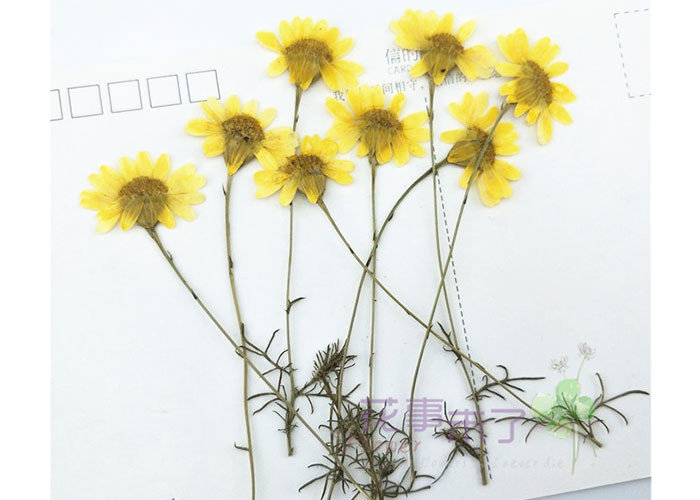Chrysanthemum DIY Pressed Flowers Specimens Plants For Living Room Decoration