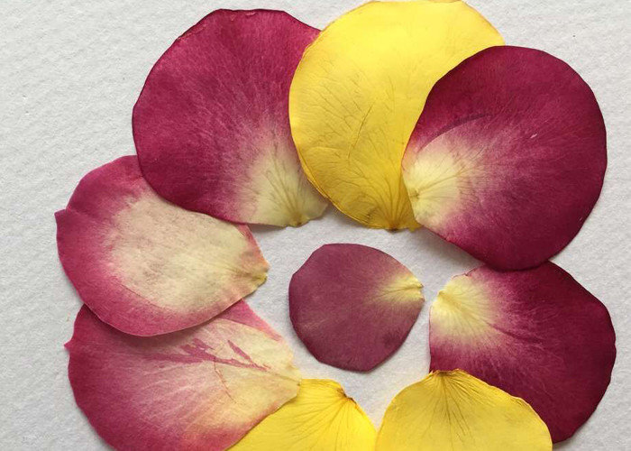 Epoxy DIY Dried Pressed Flowers Rose Petal For Iphone / Cell Phone Decoration Fodder