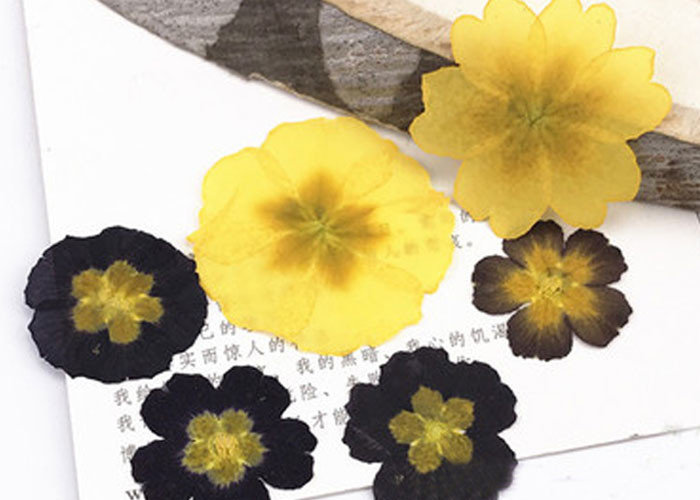 Aroma Candle Decoration Primula Real Pressed Flowers Resin Phone Case