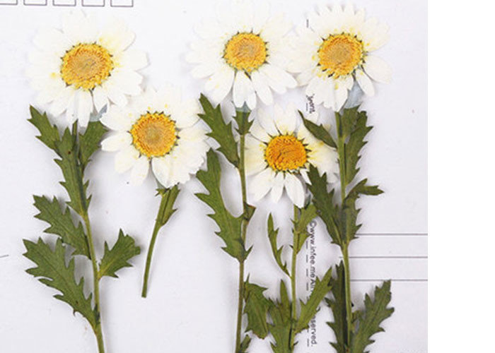 Holidays Cards Nature DIY Pressed Flowers / Pressing Wedding Flowers