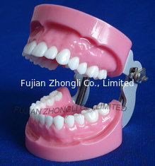 China typodont teeth model with removable screw teeth supplier