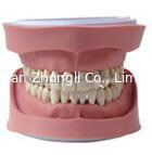 China Plaster Jaw Model supplier