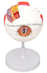China Eyeball Model - 6 parts supplier