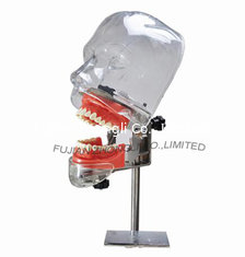 China dummy dental head simulator training/dental dummy for simulation training supplier