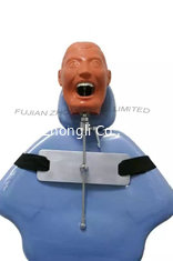 China Dental Simulator Manikin Phantom Head Chair Mount Typodont Model supplier
