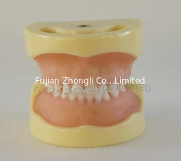 China 20 teeth Pediatrics Jaw Model supplier