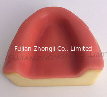 China implant training jaw model(with soft gum) supplier