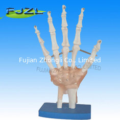 China Life-Size Hand Joint with Ligaments supplier