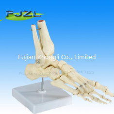 China Bones of the Foot supplier
