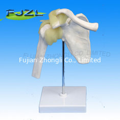China Small Size Human Skeleton High Quality Medical Shoulder Model supplier