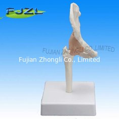 China Mini Human Hip Joint Model Of  Plastic Material supplier