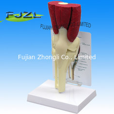 China Plastic Human Section Molde Of Knee Joint For Teaching supplier