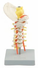 China Occipital cervical spine model(Cervical Vertebral Column Flexible)Cervical Spinal Column supplier