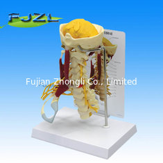 China Deluxe Muscled Cervical supplier