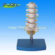 China Medical Sicence Lumbar Spinal Column with Sacral and Coccyx Bones supplier