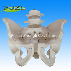 China Adult Male Pelvis Adult Pelvis Skeleton Model Medical Male Pelvis Model supplier