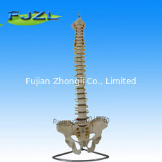 China Life-Size Vertebral Column with Pelvis/Flexible Vertebral Column、Flexible Vertebral Column with Removable Sacral Crest supplier