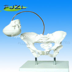 China Birth Demonstration Model supplier