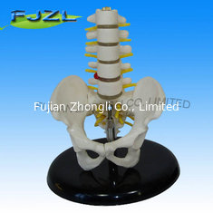 China Education use adult male pelvis with 5pcs lumbar vertebrae traching anatomical model supplier