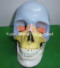 China Life size skull with colored bones/Colored human skull model/Colored Adult Skull Model supplier