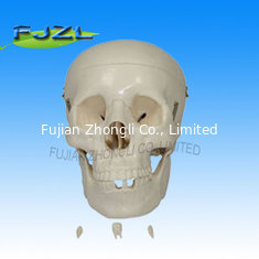 China Life-size skull/Human Skull Model supplier