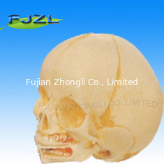 China hot human skeleton sale infant plastic skulls for sale supplier