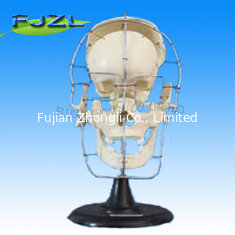 China high quality factory price human skeleton skull model with sparated supplier