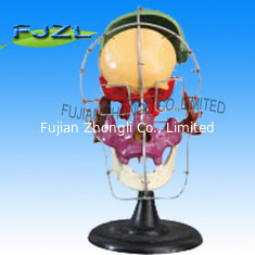 China sparated colored life-size skeleton human skull model supplier