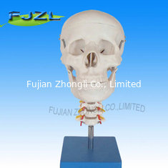 China Skull with Cervical Spine(Skull &amp; Cervical Vertebrae Model supplier
