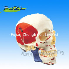 China Human Muscular Skull - 3 Parts supplier