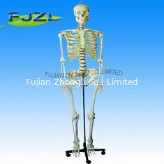 China Male 180cm Skeleton Model supplier