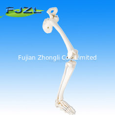 China human Leg skeleton with hip bone, right supplier