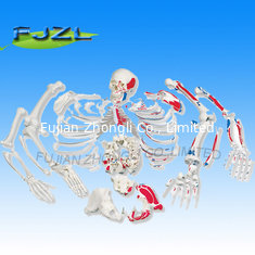 China disarticulated skeleton with skull, half part colored supplier