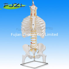 China Flexible Spine Model with Ribs and Femur Heads supplier
