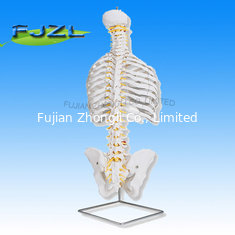 China Flexible Spine Model with Ribs supplier