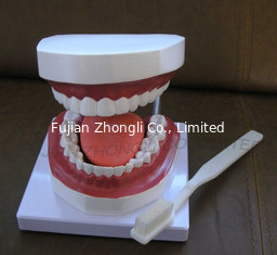 China High Quality Nursing Training Teeth Burshing supplier
