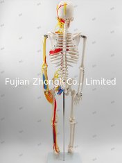 China Inflexible Spine 85cm Human Anatomical Skeleton Model with Nerves and Blood Vessels for Teaching and Sports Medicine supplier