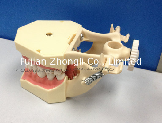 dental typodonts with removable screw teeth supplier