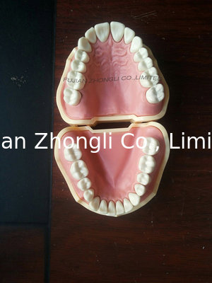 typodont teeth model with removable screw teeth supplier