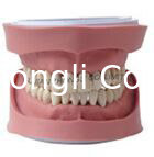 Plaster Jaw Model supplier