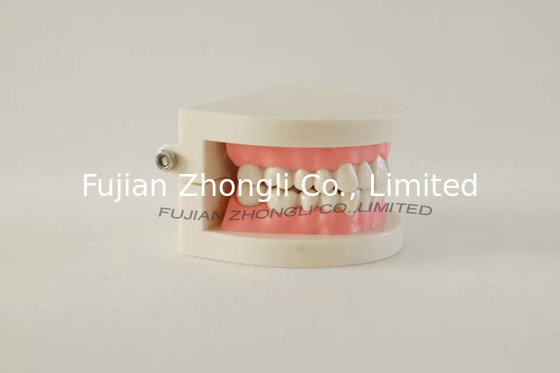 1/2Dental Care Model supplier