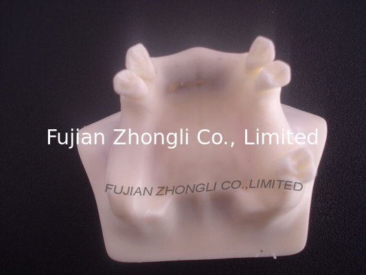 Sinus Lift Maxillary Model supplier