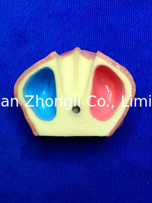Sinus Lift Teaching Model supplier